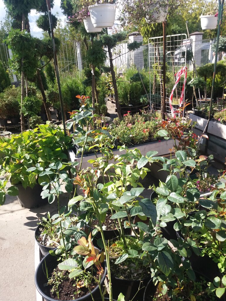 Sera ve bahçe ürünleri Садовый центр, Navapolatsk, foto