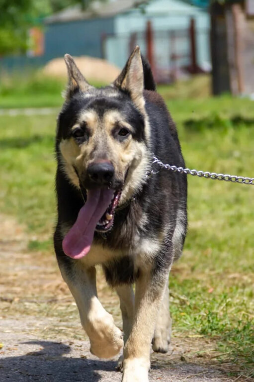 Evcil hayvan yetiştiricileri Pitomnik Amanauz, Moskova ve Moskovskaya oblastı, foto