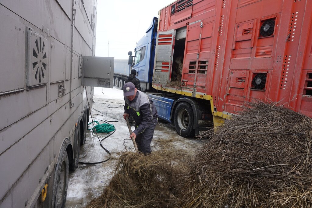 Hayvancılık AgroProfi, Saint‑Petersburg, foto