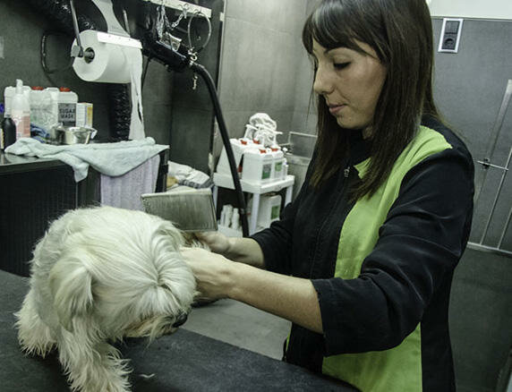 Veteriner klinikleri Hospital Veterinari de Lleida SL, Lleida, foto
