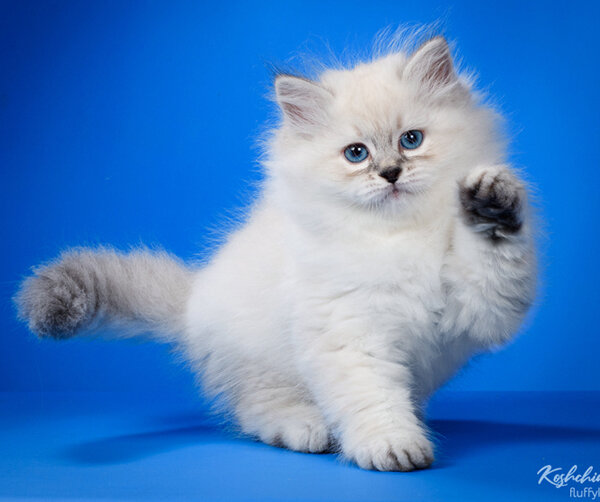 Evcil hayvan yetiştiricileri Zhemchug Nevy, Moskova, foto