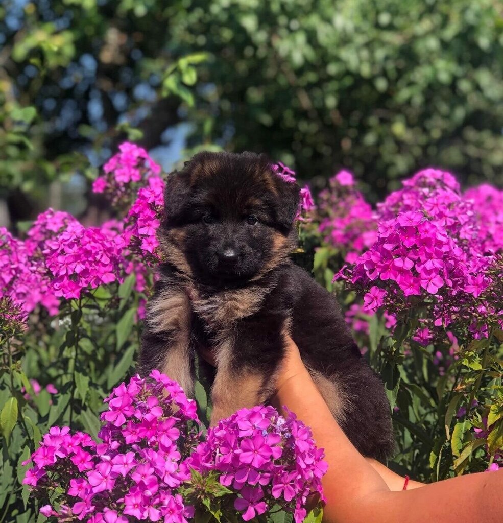 Hayvancılık Steffifetchartaleox, Tverskaya oblastı, foto