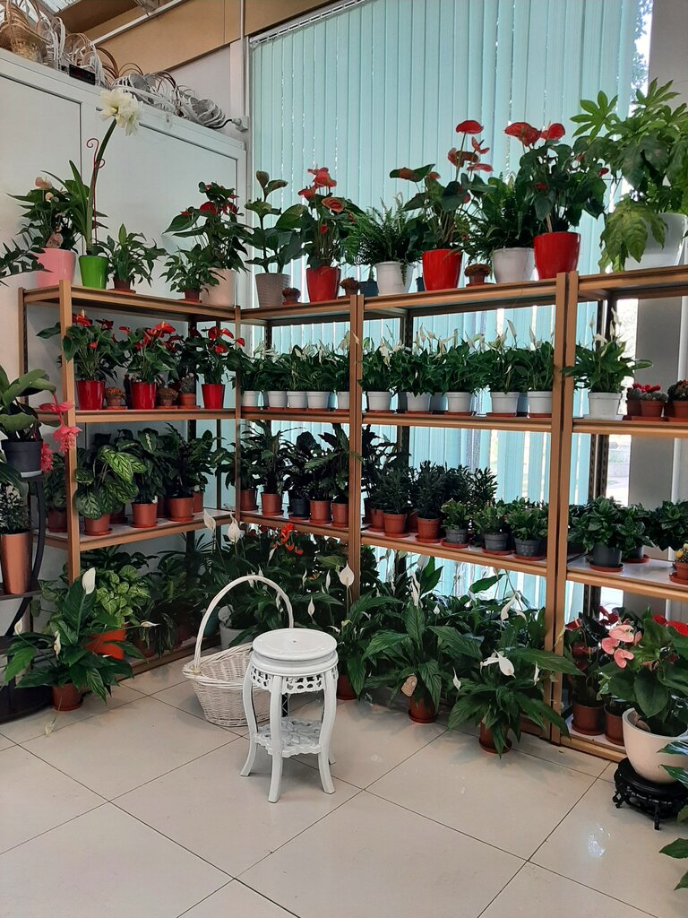 Çiçekçiler Гулхои Хучанд, Hücent, foto