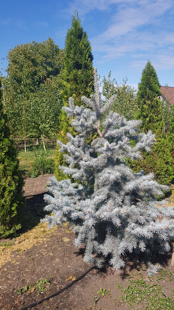 Sera ve bahçe ürünleri Ёлки-Палки, Astrahan, foto