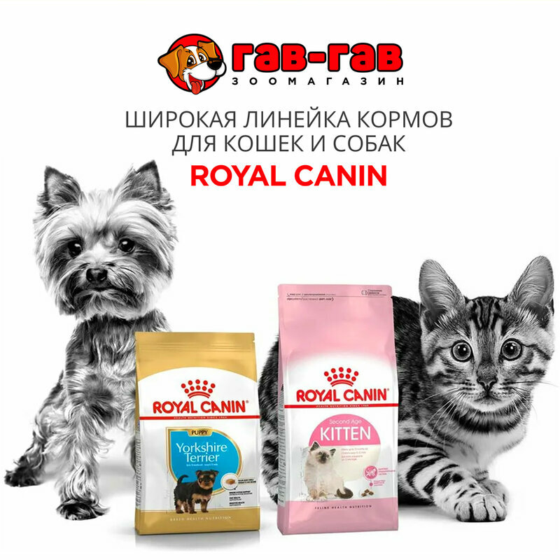 Petshop Gav-Gav, Şuya, foto