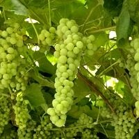 Bahçecilik mağazaları VinogradiSad, Krasnoyarski krayı, foto