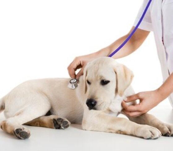 Petshop Veterinario Pengo Dr. Graziano, Lombardiya, foto