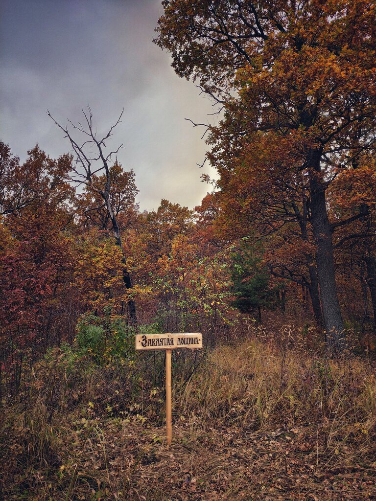 Orman Заклятая лощина, Riazanskaya oblastı, foto