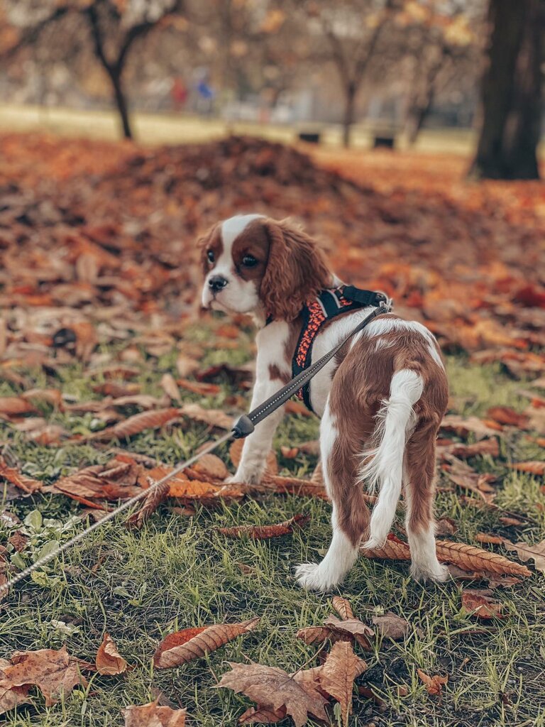 Evcil hayvan yetiştiricileri Kennel Totemguard, Moskova ve Moskovskaya oblastı, foto