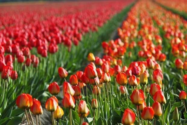 Sera ve bahçe ürünleri Hobby Flor, Sardunya, foto
