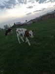 Ферма (Republic of Tatarstan, Naberezhnye Chelny, posyolok Kumys), hayvancılık  Naberejniye Çelny'den (Yar Çallı'dan)