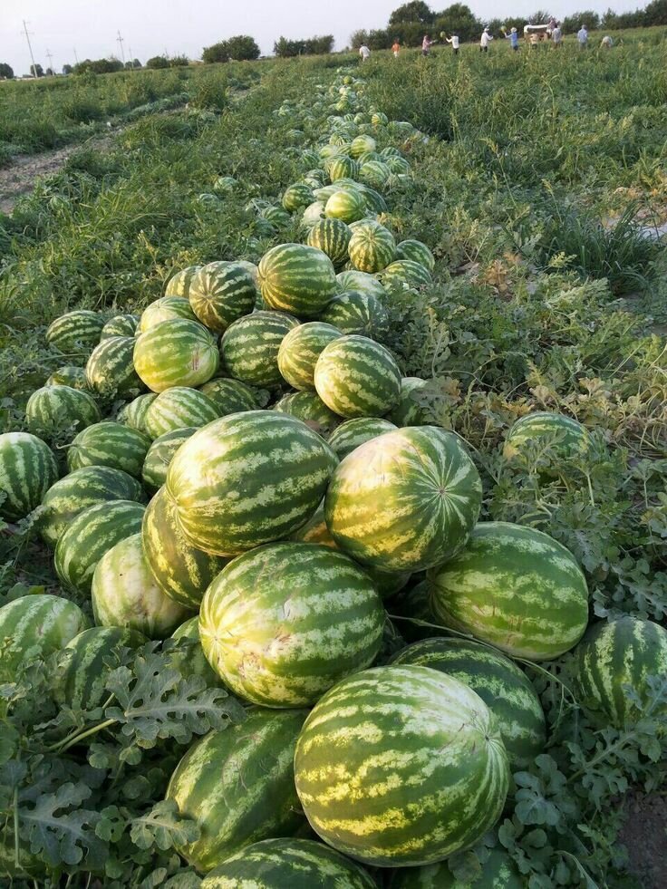 Bahçe Watermelon Garden, Kostanay eyaleti, foto