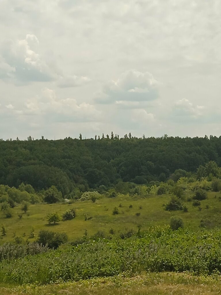 Orman урочище Рукавчик, Belgorodskaya oblastı, foto