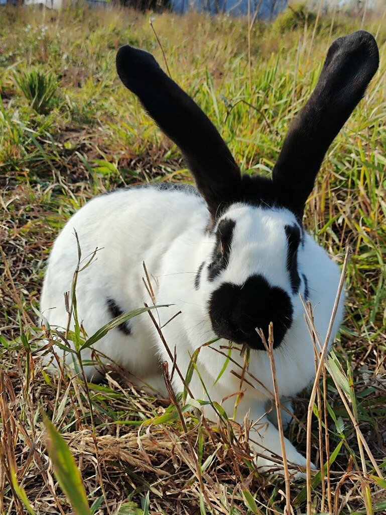 Tarım firmaları White Rabbit Ranch, Vladimirskaya oblastı, foto