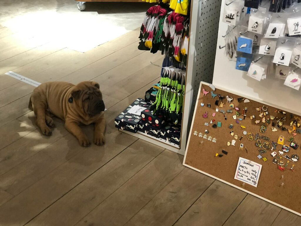 Petshop Tails, Moskova, foto