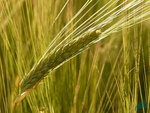 Limited Liability Company Agromer (Sotsialisticheskaya Street No:74), tarım firmaları  Rostov‑na‑Donu'dan