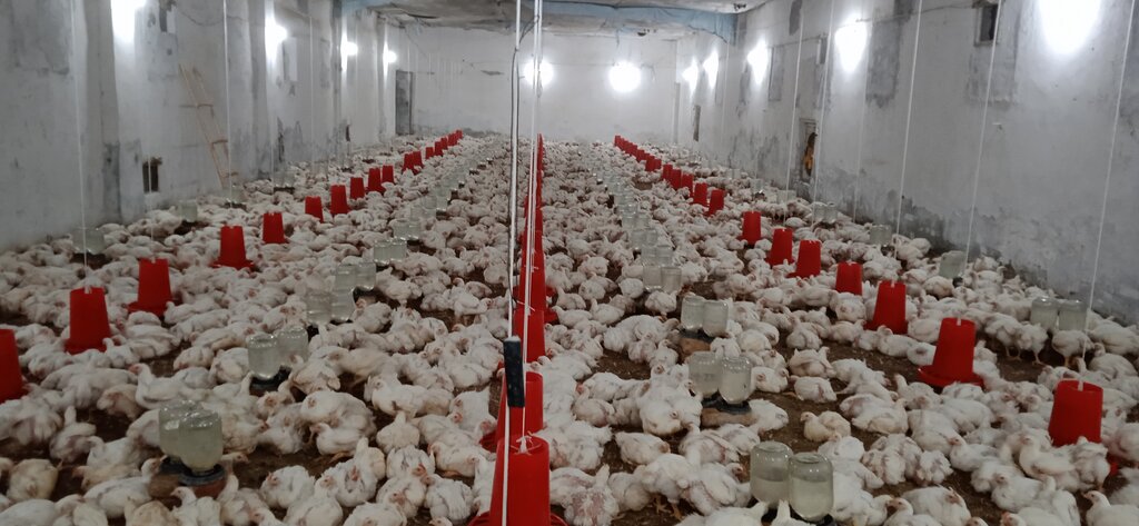Tarım firmaları Karomat chorvasi, Andican eyaleti, foto