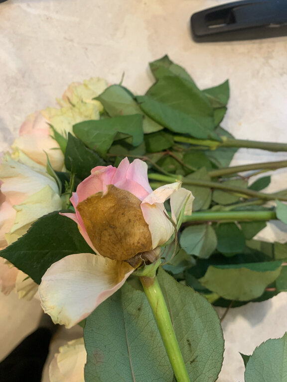 Çiçekçiler Цветы, Moskova ve Moskovskaya oblastı, foto