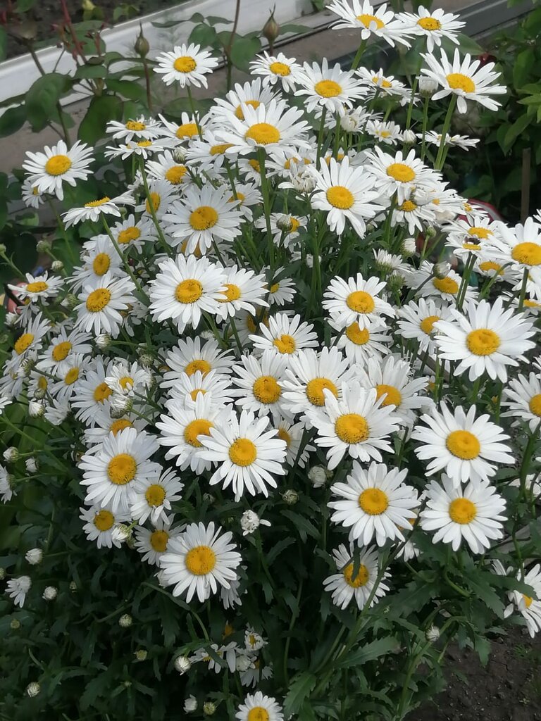 Plaj Пляж загородного посёлка Журавли, Çeliabinskaya oblastı, foto