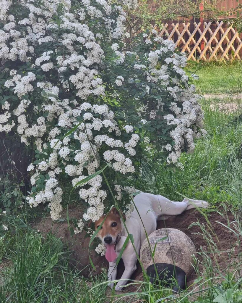 Pet otel Ласковый Зверь, Minskaya oblastı, foto
