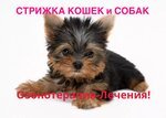 VETGroom (ulitsa Kirova No:27), evcil hayvan kuaförleri  Kemerovo'dan