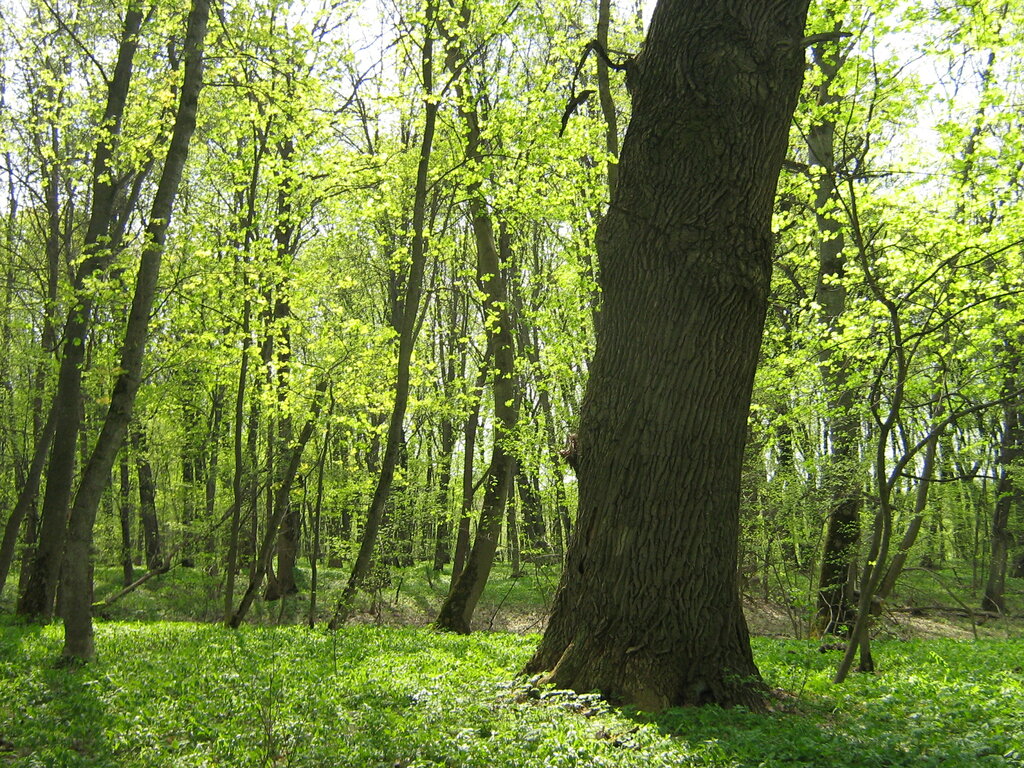 Orman урочище Бурывня, Sumi Bölgesi, foto