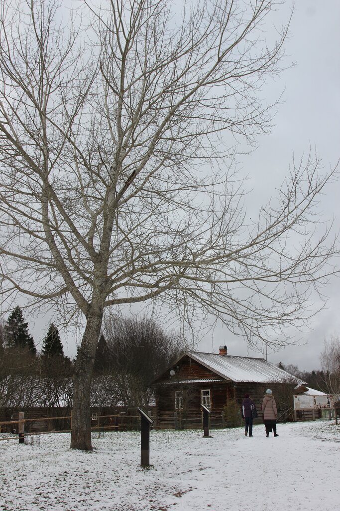 Doğa Серебристый тополь, Moskova ve Moskovskaya oblastı, foto