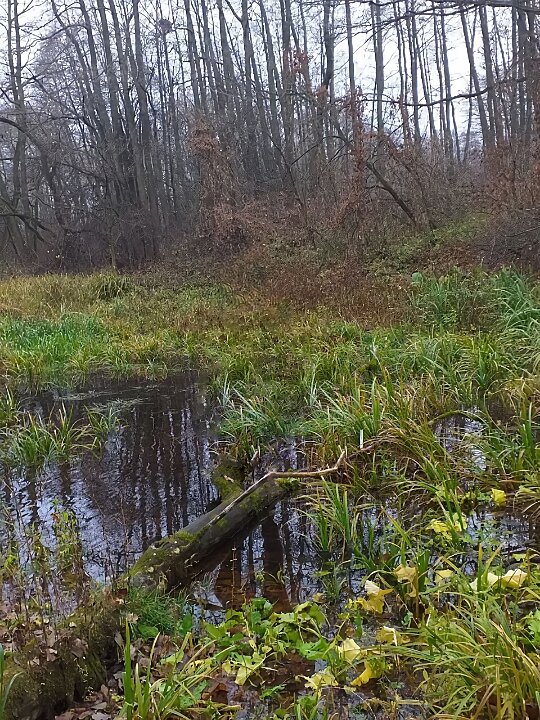 Orman урочище Алпуд, Kurskaya oblastı, foto