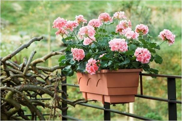 Bahçecilik mağazaları Www. Ecoshop24.ru, Moskova, foto