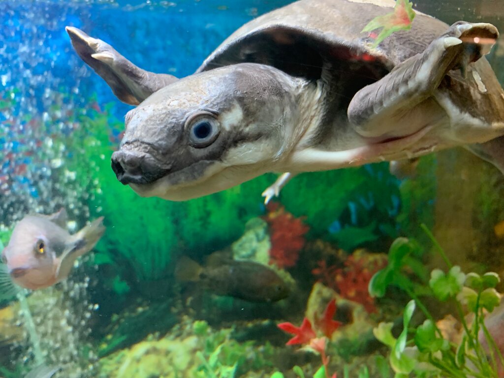 Eğlence merkezleri Nikolaev Aquarium, Kırım Cumhuriyeti, foto
