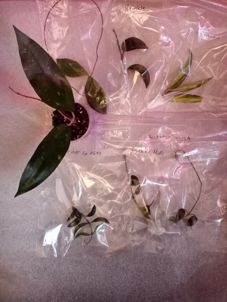 Çiçekçiler Internet-magazin V gorshke, Saint‑Petersburg ve Leningradskaya oblastı, foto