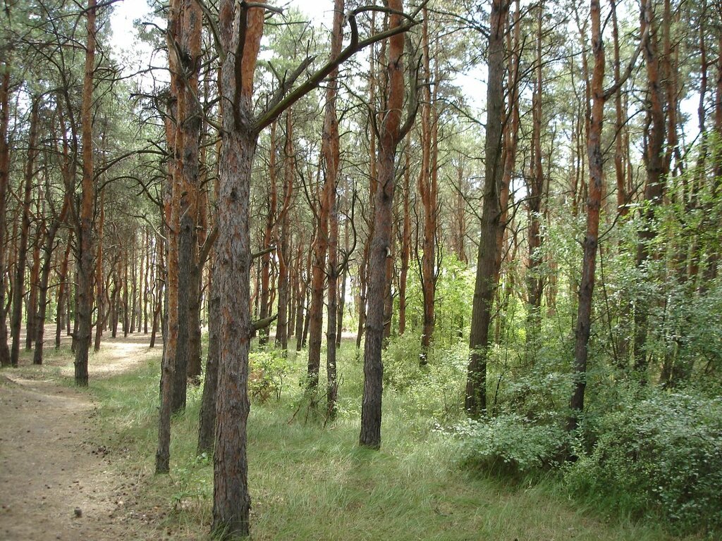 Resort oteller, tesisler База отдыха Сосновая горка, Donetsk Bölgesi, foto