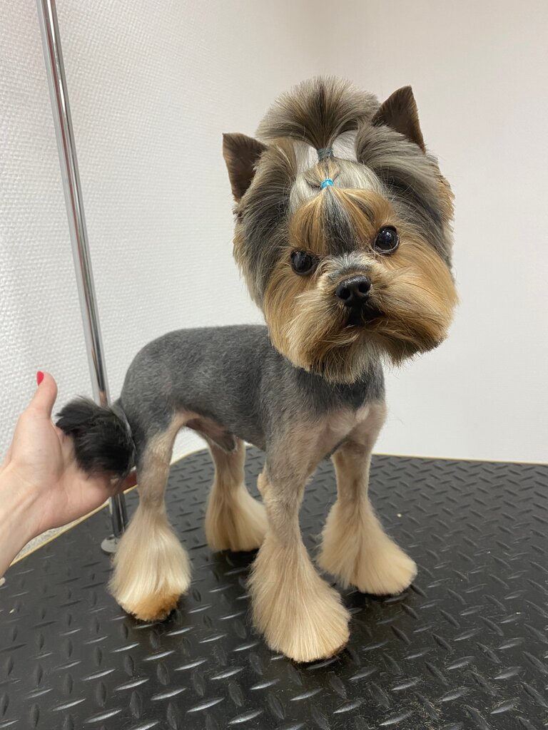 Evcil hayvan kuaförleri ZiziDog, Rybinsk, foto