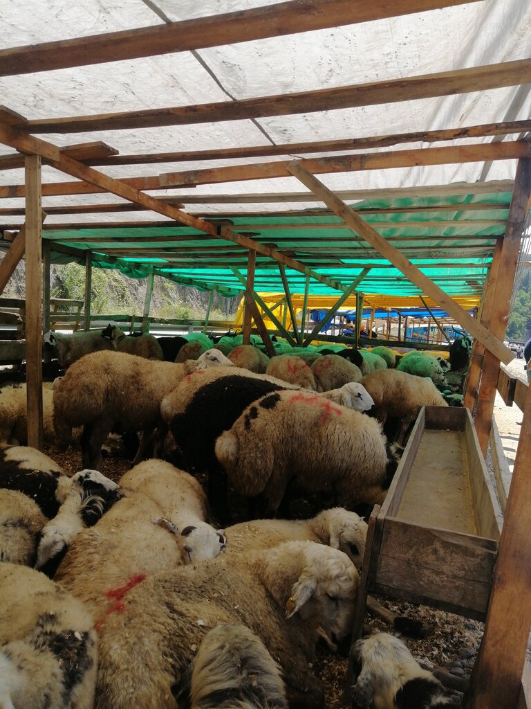 Pazarlar ve çarşılar Trabzon küçükbaş hayvan pazarı, Ortahisar, foto