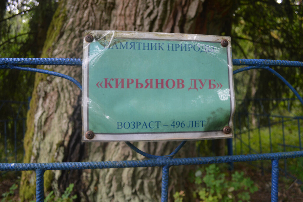 Doğa Кирьянов дуб, Brianskaya oblastı, foto