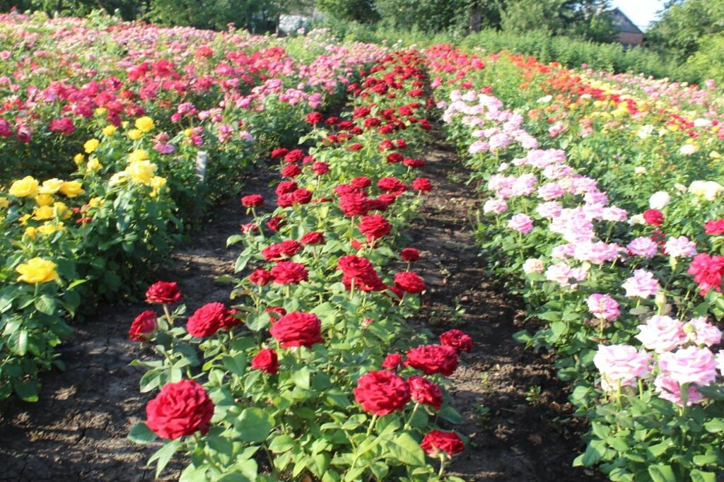 Fidan yetiştiriciliği Koltsovo nursery, Moskova ve Moskovskaya oblastı, foto