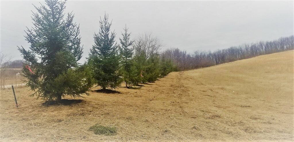 Peyzaj tasarımı Tainter Landscape, LLC, Missouri Eyaleti, foto