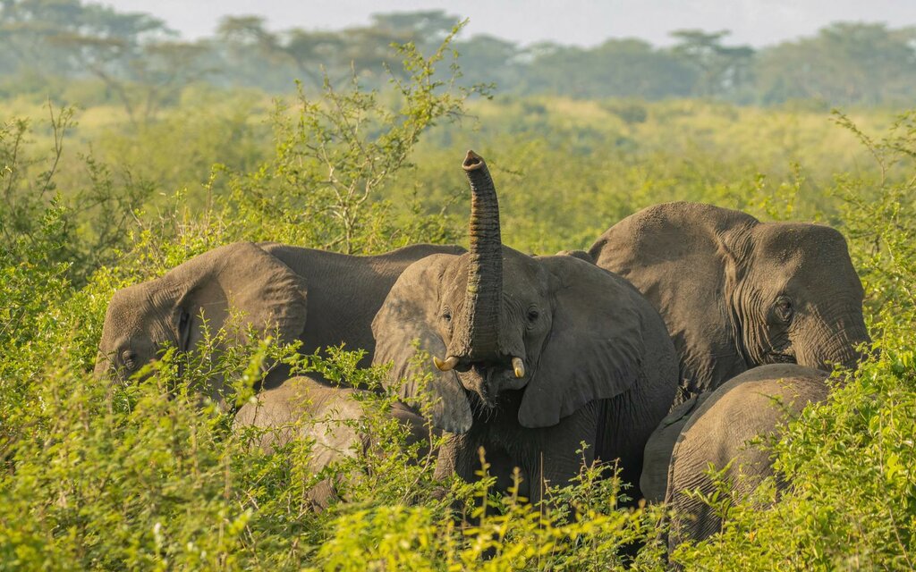 Turizm acenteleri Trip to Trip Safaris, Dünya, foto