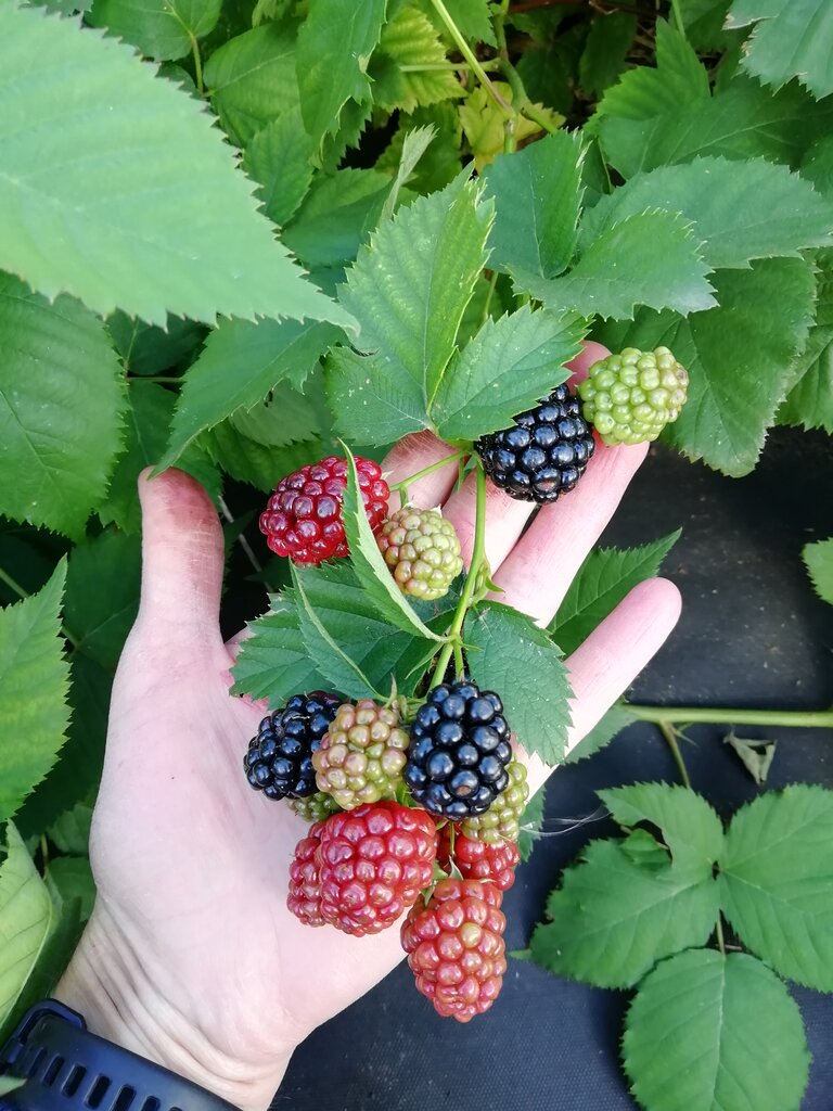 Fidan yetiştiriciliği Sad Yantar, Tataristan, foto