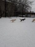 Dog park (ulitsa 40-letiya Komsomola No:4А), köpek gezdirme alanları  Yekaterinburg'dan