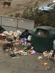 Trash and garbage disposal area (Orenburg, Pochtovy pereulok), çöp alanları  Orenburg'dan