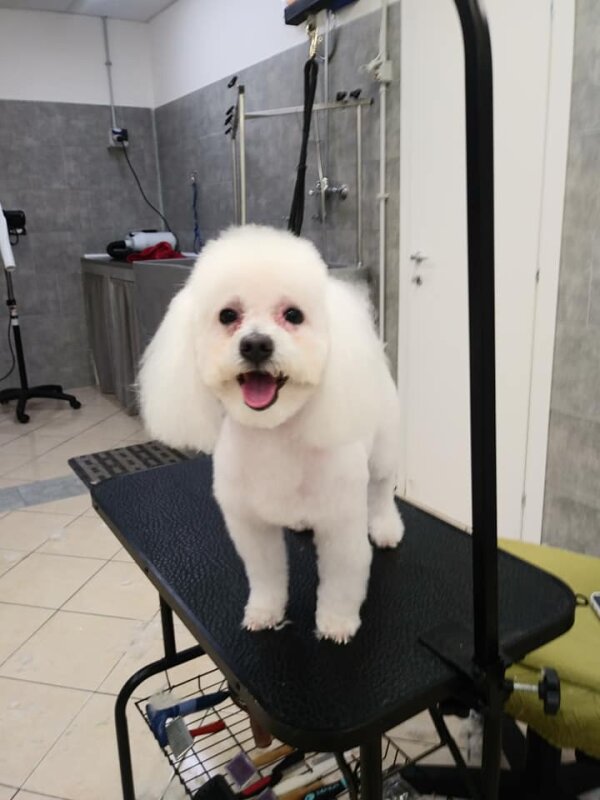 Petshop Beautiful Pet - Sala Toelettatura & SPA, Palermo, foto
