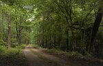 Mossy Oak Properties of Louisiana (Louisiana, Caddo Parish), arazi dizisi  Louisiana Eyaleti'nden