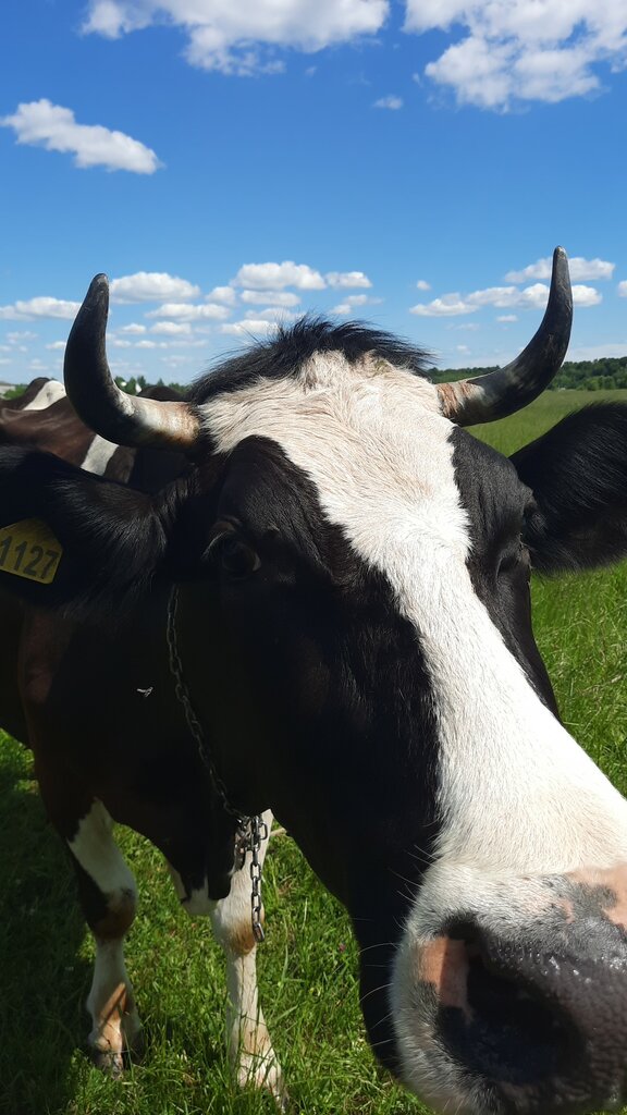 Tarım firmaları Holding Group Lazarev, Moskova ve Moskovskaya oblastı, foto