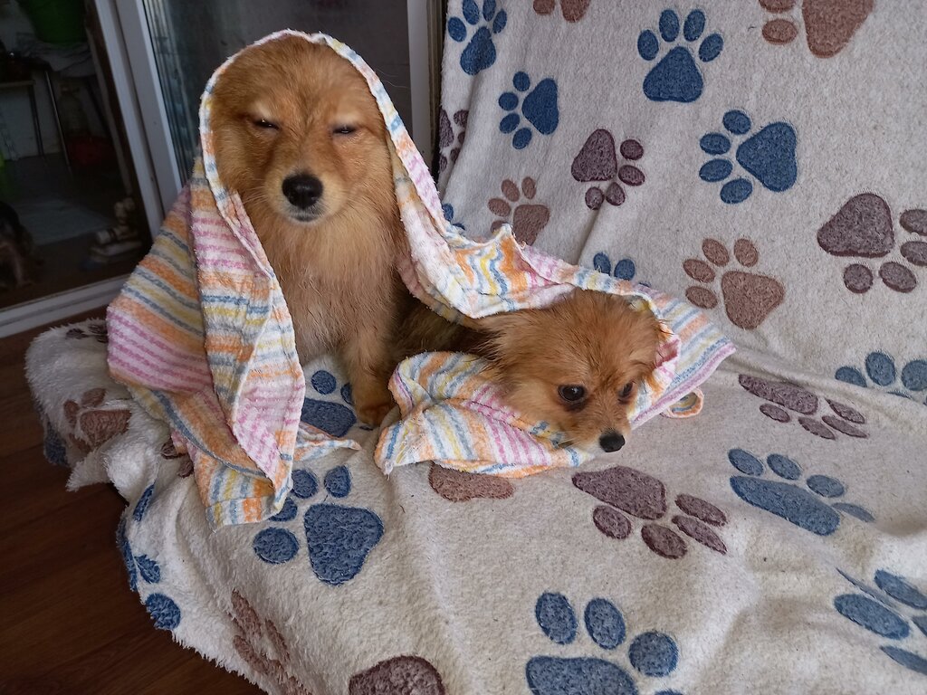 Pet otel Staya Snezhnykh Psov, Podolsk, foto