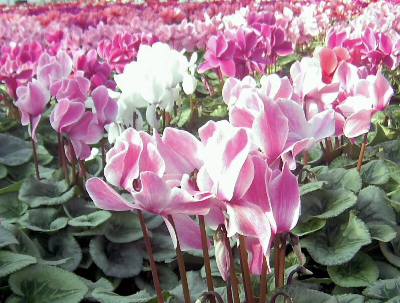 Çiçek teslimatı Floricoltura Cannella Piante, Marche, foto