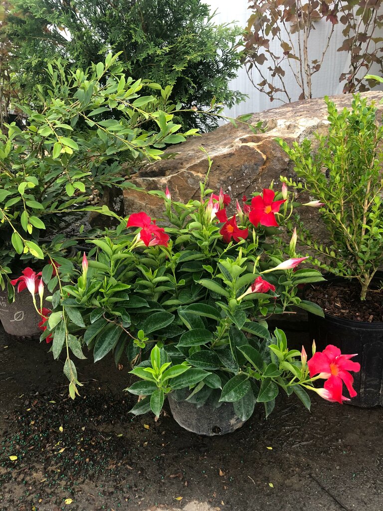 Peyzaj tasarımı OuterElements, Georgia Eyaleti, foto