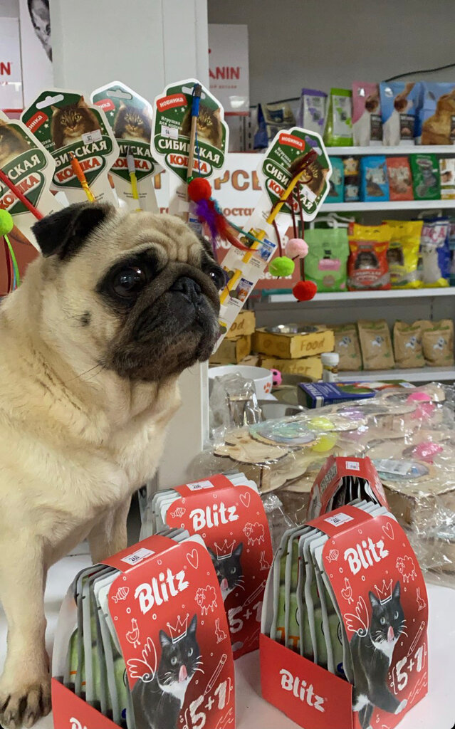 Petshop KotPersei.ru, Soçi, foto