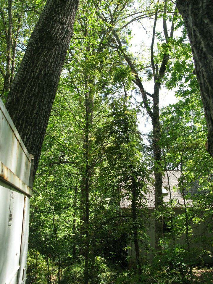 Peyzaj tasarımı Jensen Lawn & Landscaping and Tree Service, Kuzey Carolina Eyaleti, foto