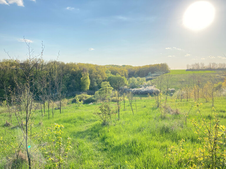 Orman урочище Пичикино, Belgorodskaya oblastı, foto